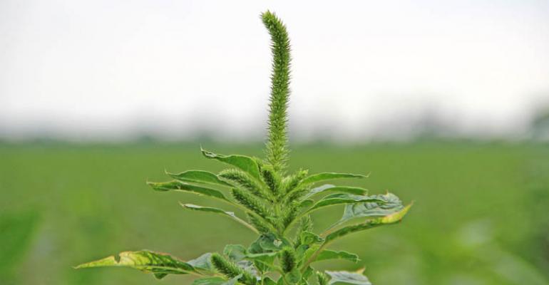 Palmer Amaranth – Evergreen Township Minnesota